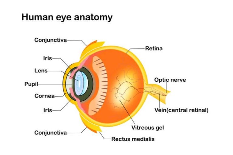 How Retinal Imaging Could Save Your Vision - Murray Opticians